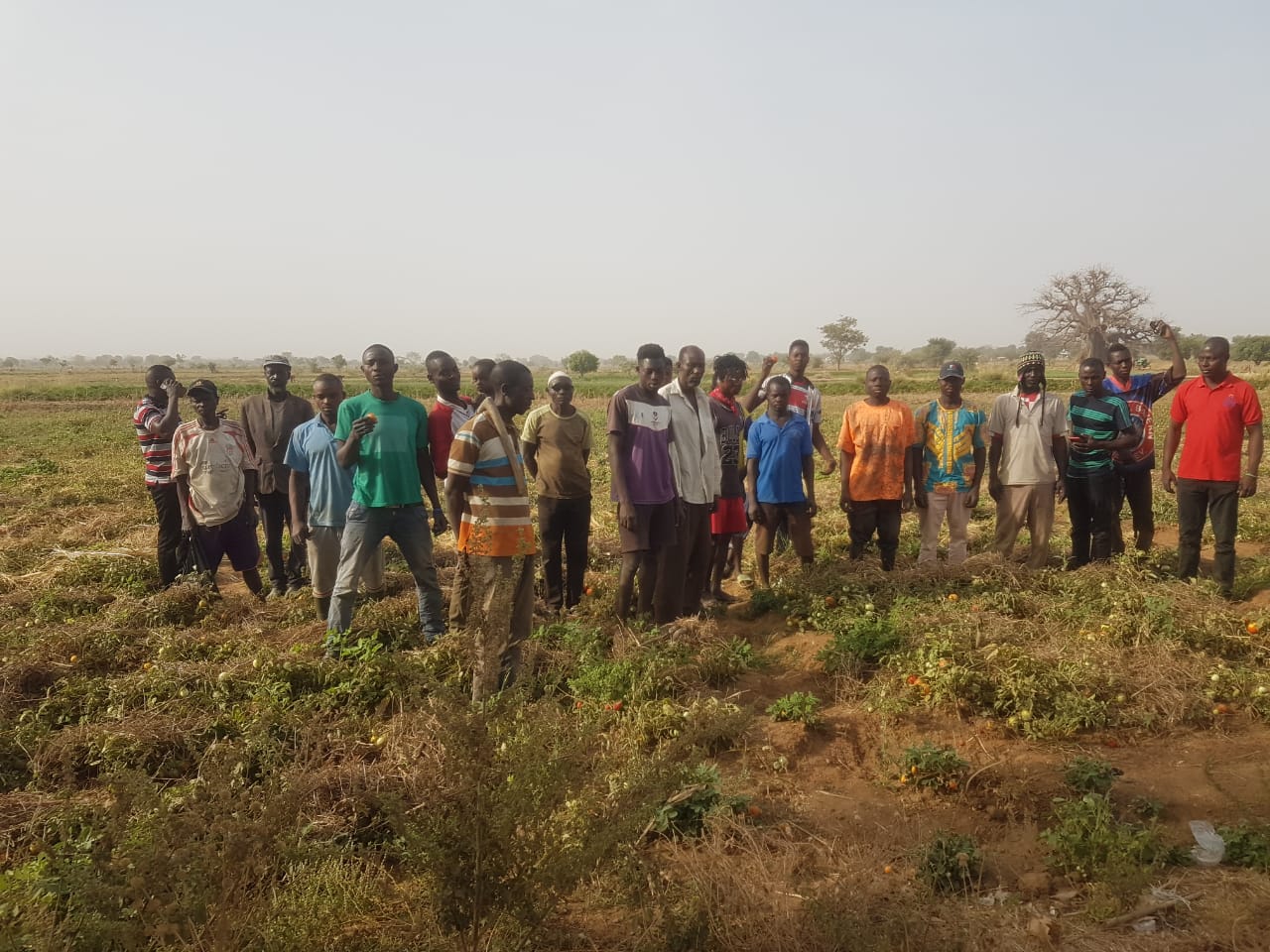 Crops dying as ICOUR shuts down right bank of Vea Dam for close to 3 ...