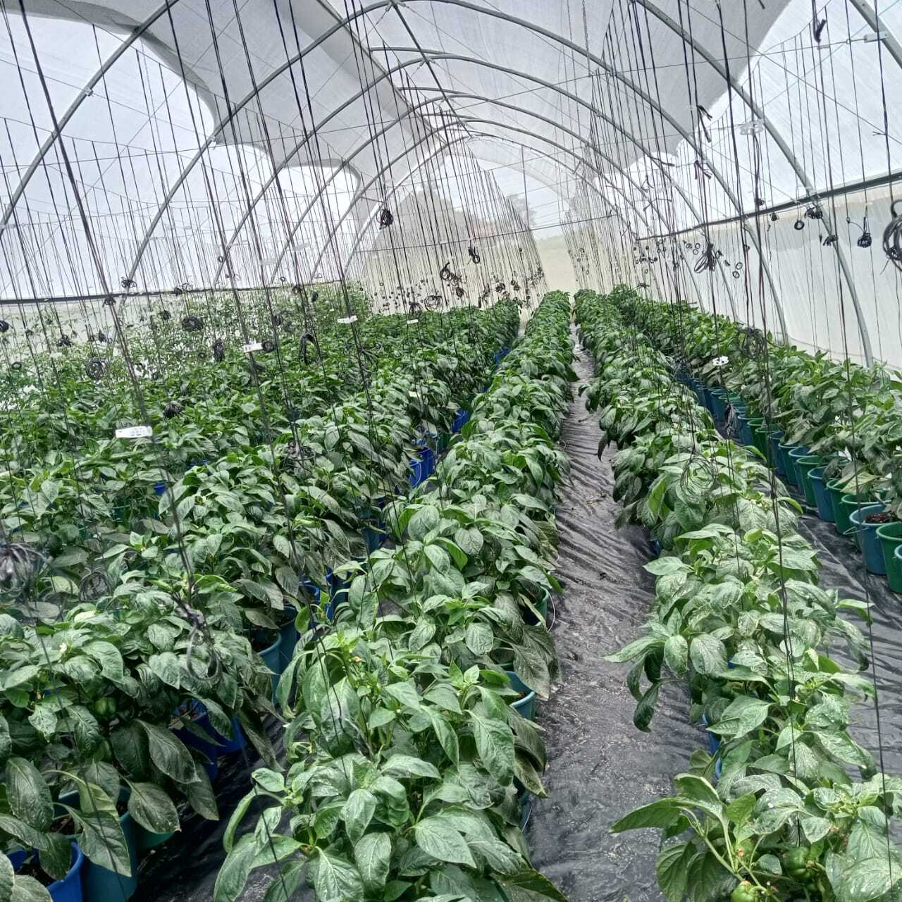 Greenhouse farming is profitable, gives quality vegetables – Agronomist ...